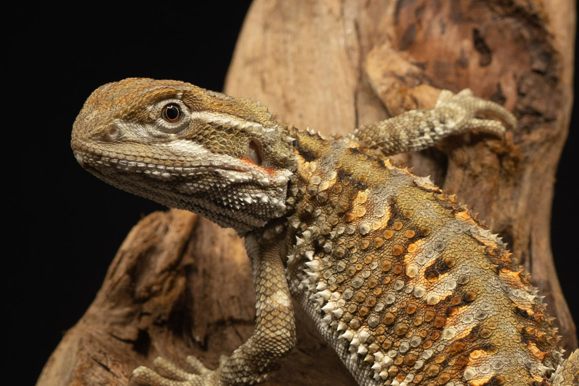 Really? Your lizards have personalities?